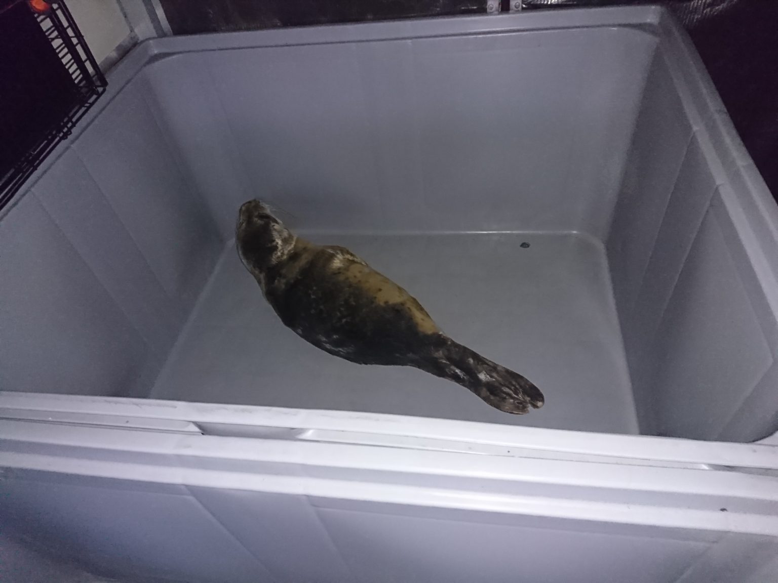 Seal Rescue Boxes Stand Test of Time - AMHSA